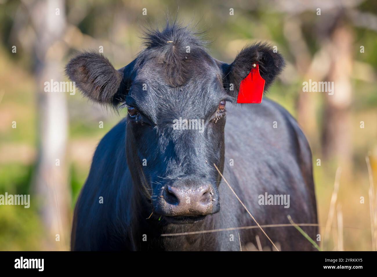 Photograph of the head of a large black cow covered in flying insects ...