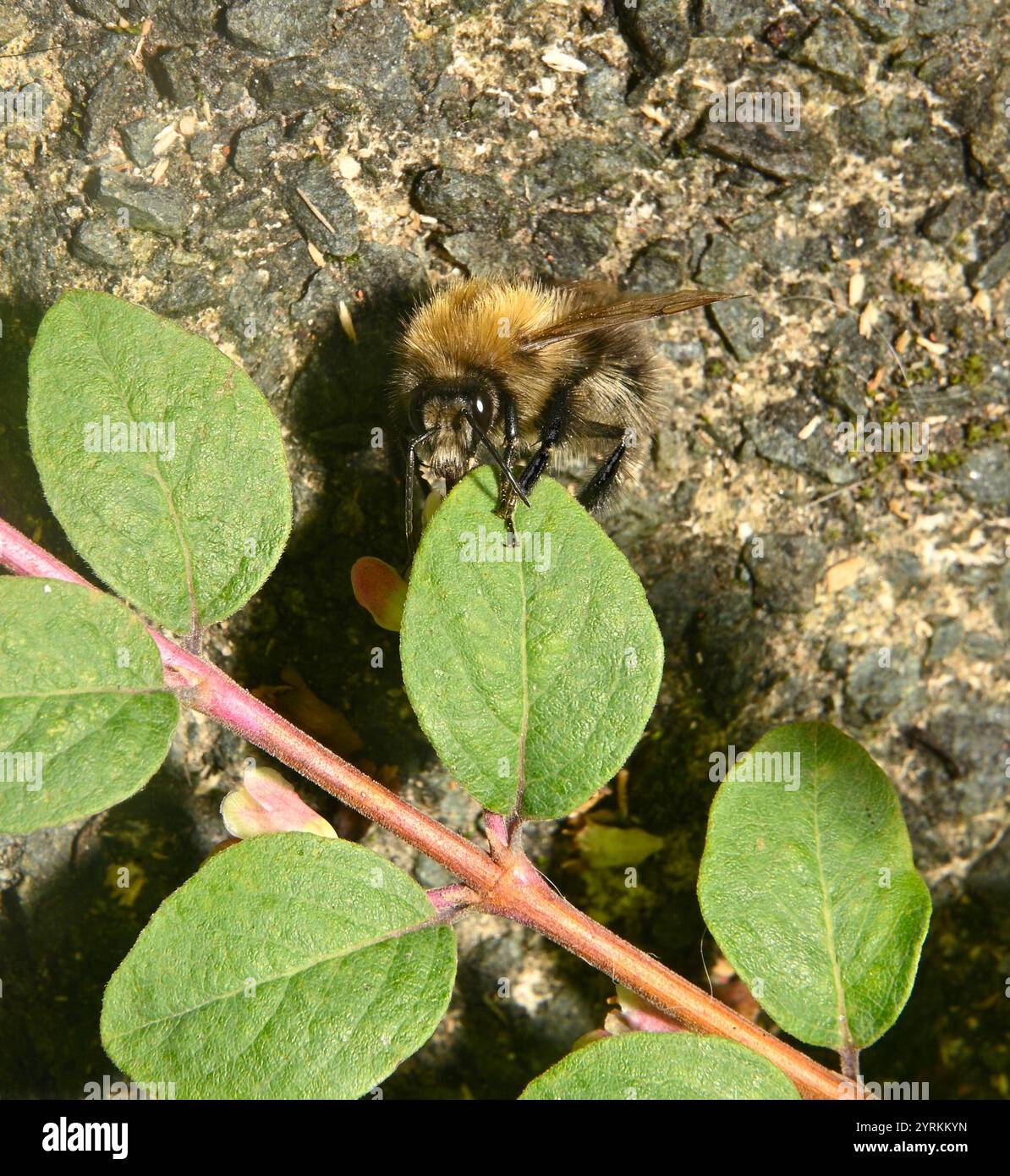 Queen carder bee hi-res stock photography and images - Alamy
