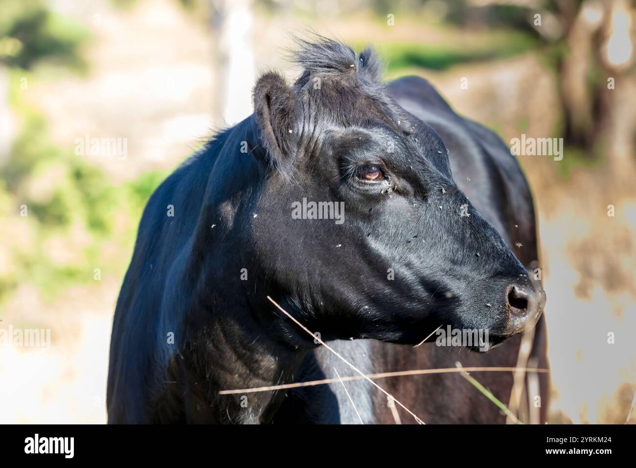 Photograph of the head of a large black cow covered in flying insects ...