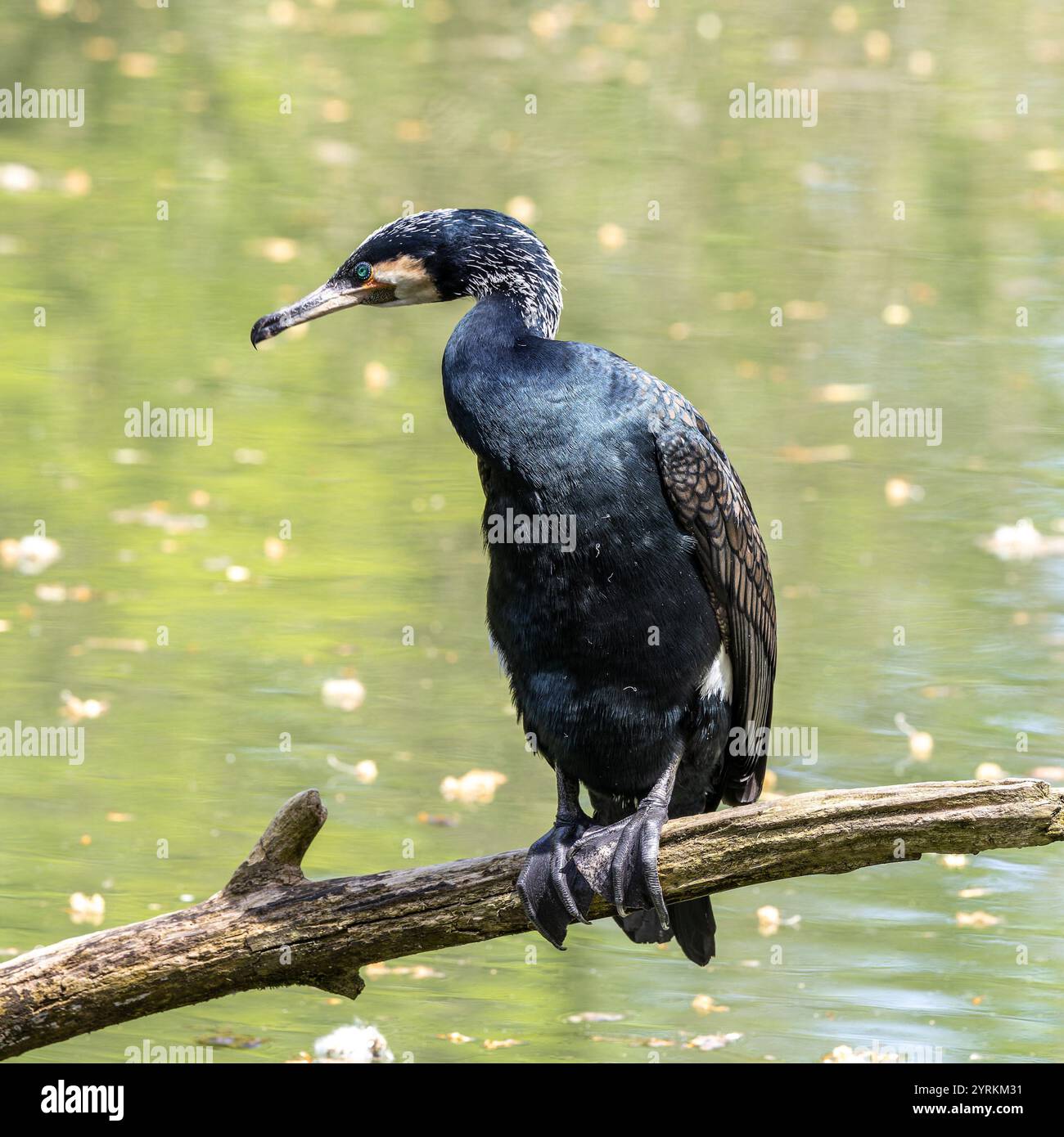 The great cormorant, Phalacrocorax carbo known as the great black ...