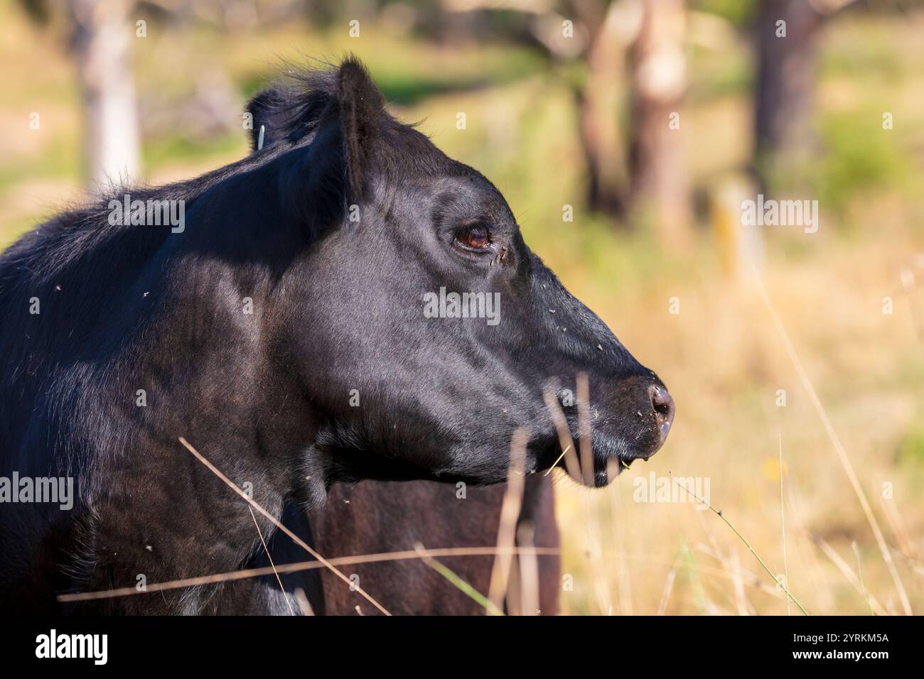 Photograph of the head of a large black cow covered in flying insects ...