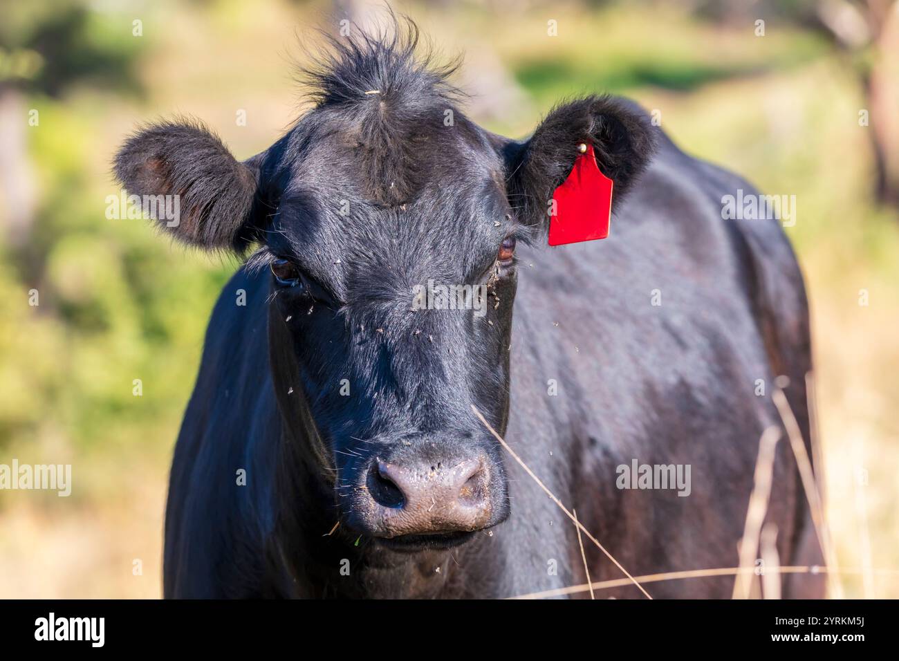 Photograph of the head of a large black cow covered in flying insects ...
