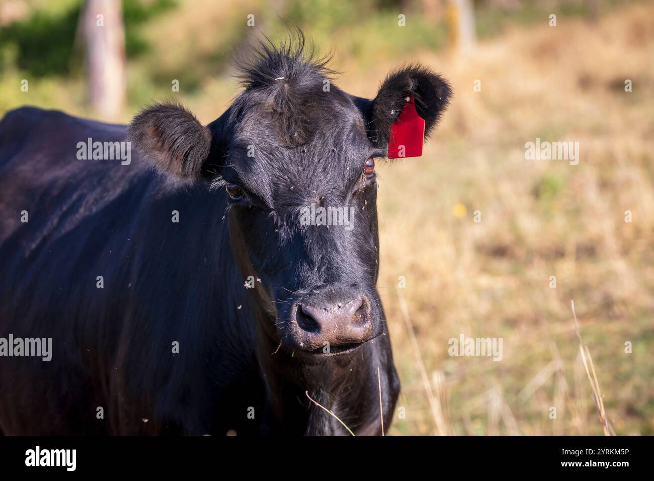 Photograph of the head of a large black cow covered in flying insects ...