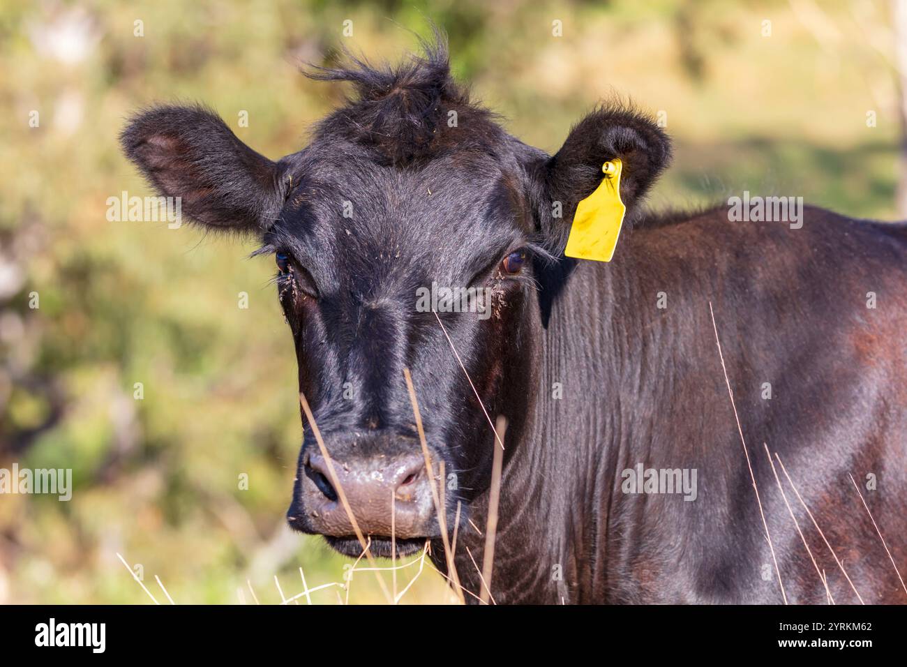 Photograph of the head of a large black cow covered in flying insects ...