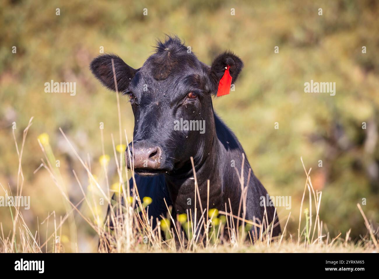 Photograph of the head of a large black cow covered in flying insects ...