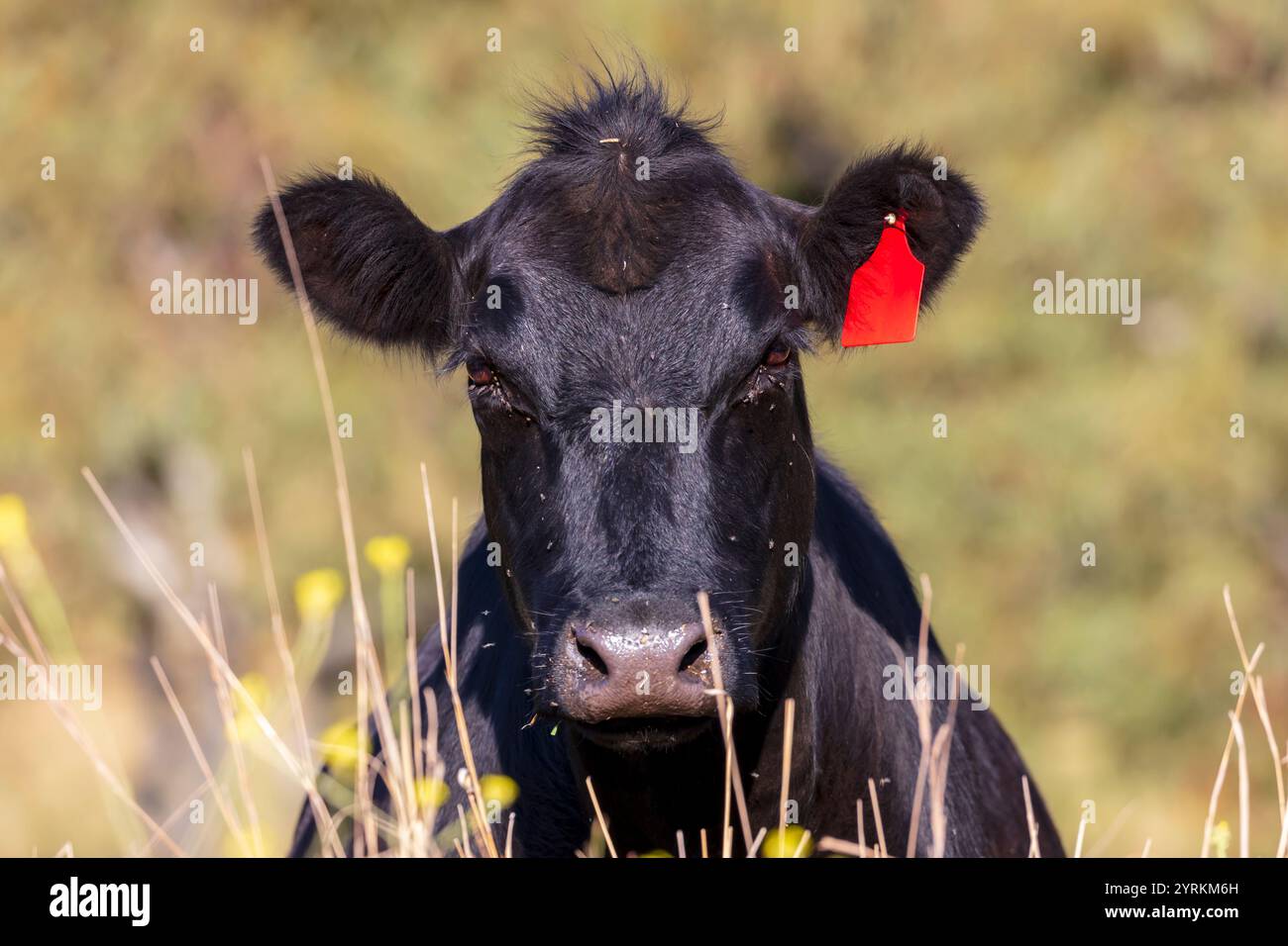Photograph of the head of a large black cow covered in flying insects ...