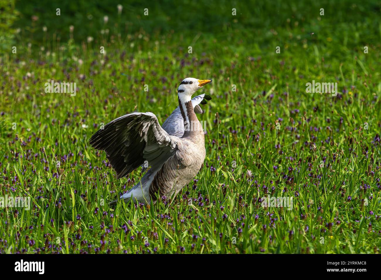 The bar-headed goose, Anser indicus is a goose that breeds in Central ...