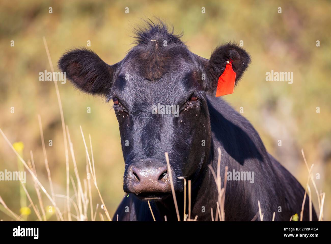 Photograph of the head of a large black cow covered in flying insects ...