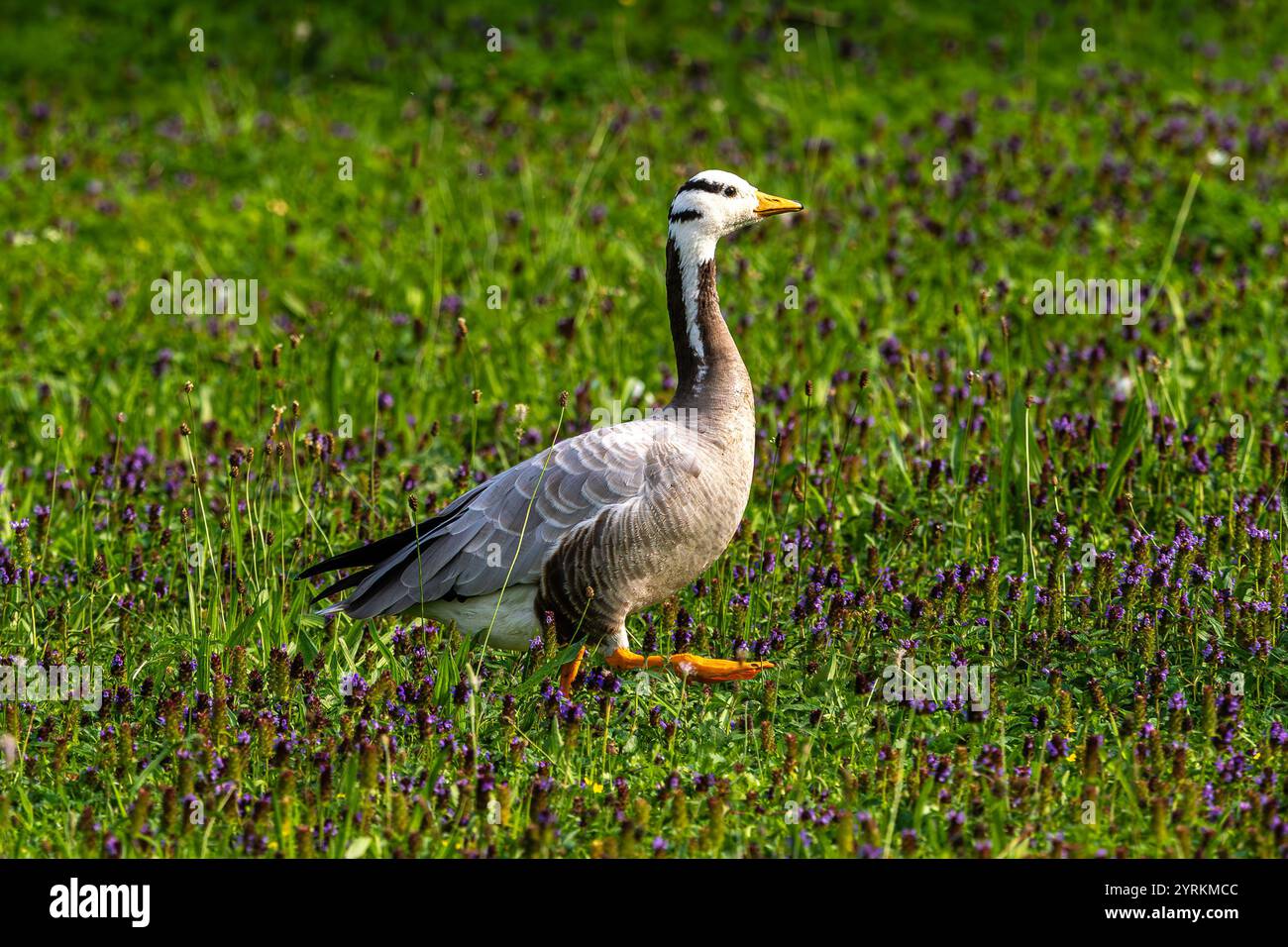 The bar-headed goose, Anser indicus is a goose that breeds in Central ...