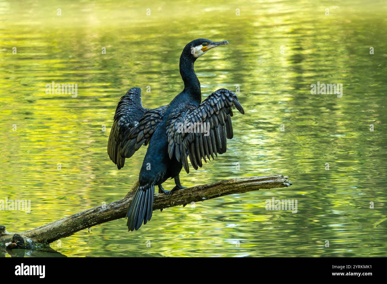 The great cormorant, Phalacrocorax carbo known as the great black ...
