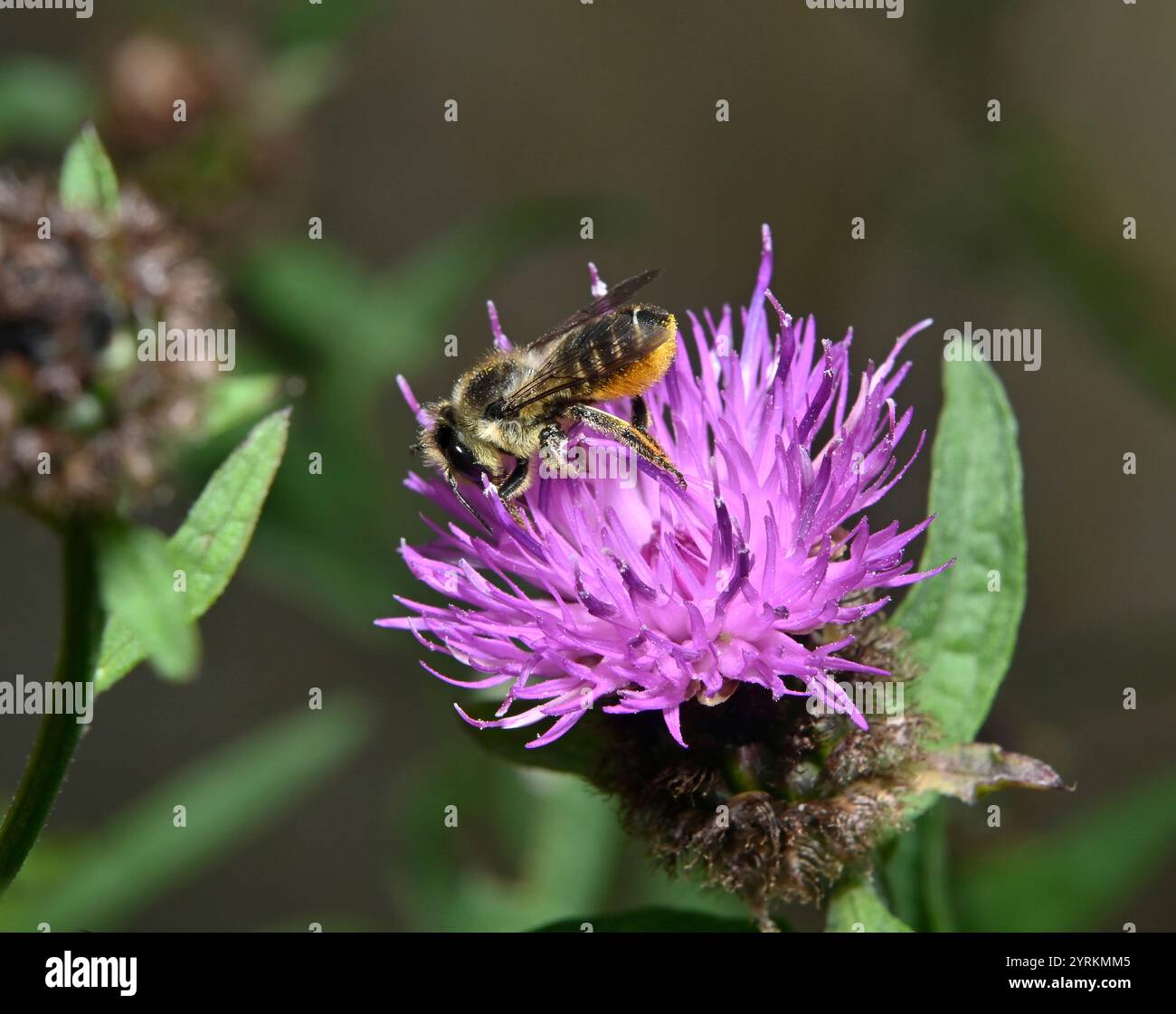 A well focussed Leafcutter bee, Megachile centuncularis, feeding on ...
