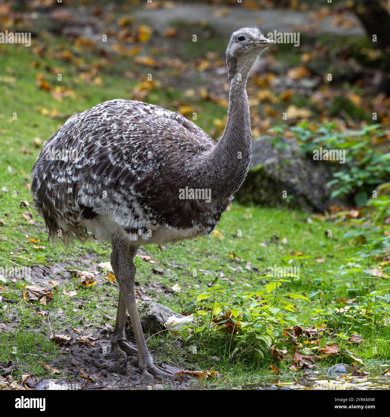 Darwin's rhea, Rhea pennata also known as the lesser rhea. It is a ...