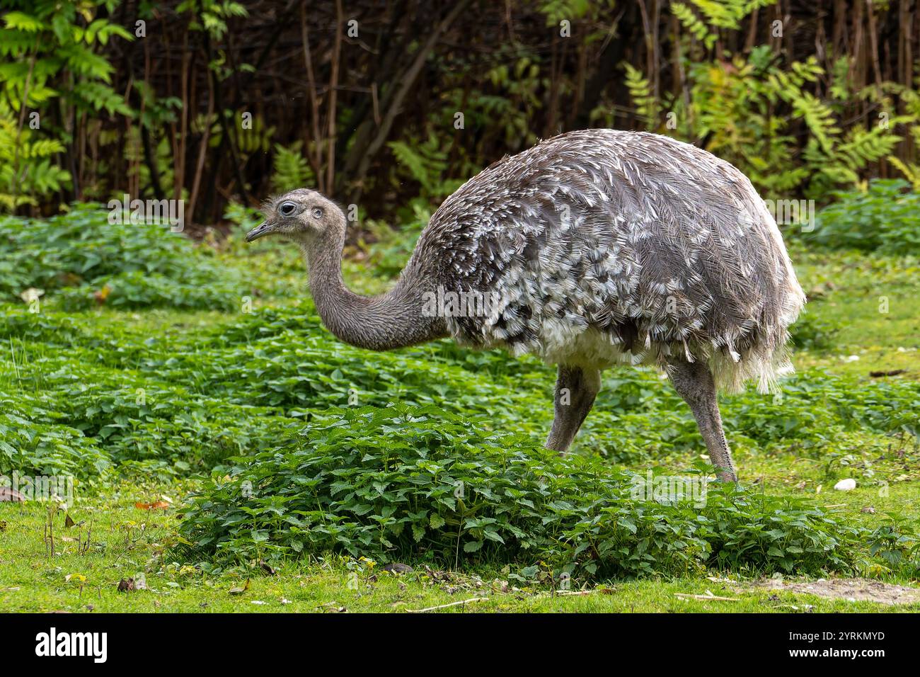 Darwin's rhea, Rhea pennata also known as the lesser rhea. It is a ...