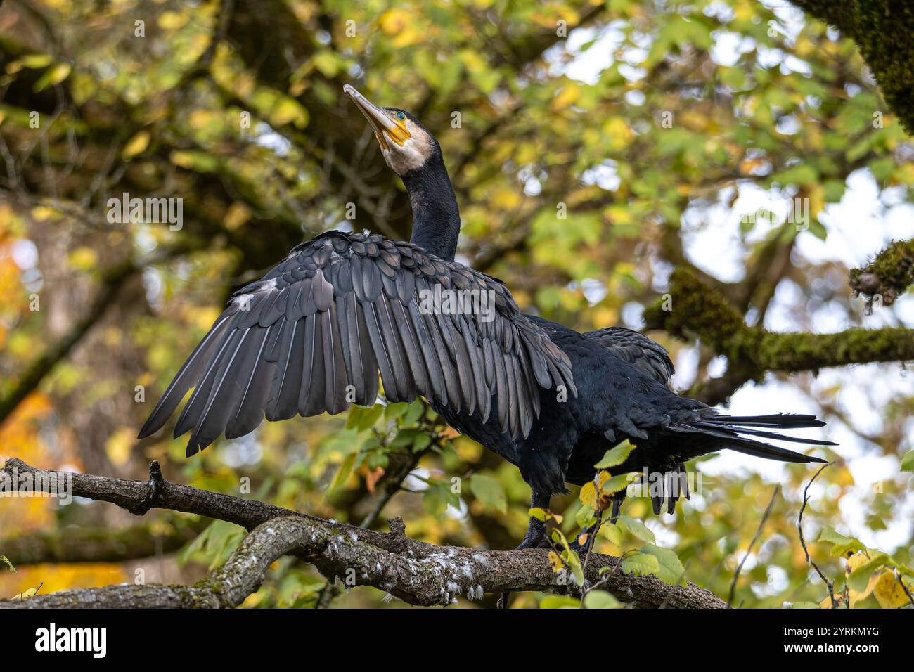 The great cormorant, Phalacrocorax carbo known as the great black ...