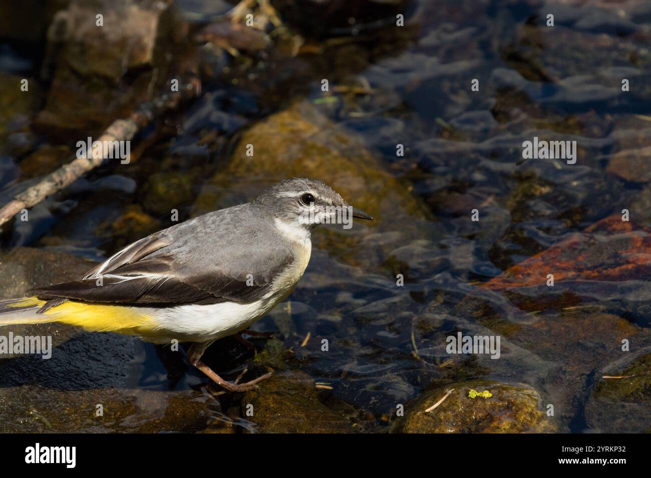 Hunting for food, a grey wagtail perches on rocks in a sunny spot by a ...