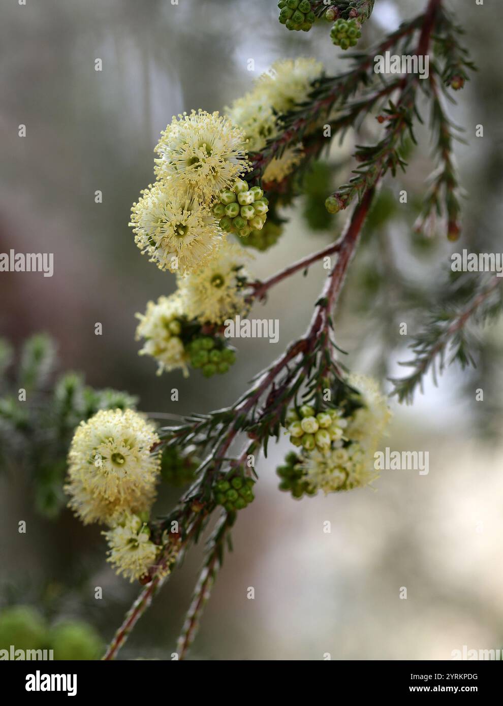 Spearwood, Native Tree or Yellow Kunzea, Kunzea ericifolia, Myrtaceae ...