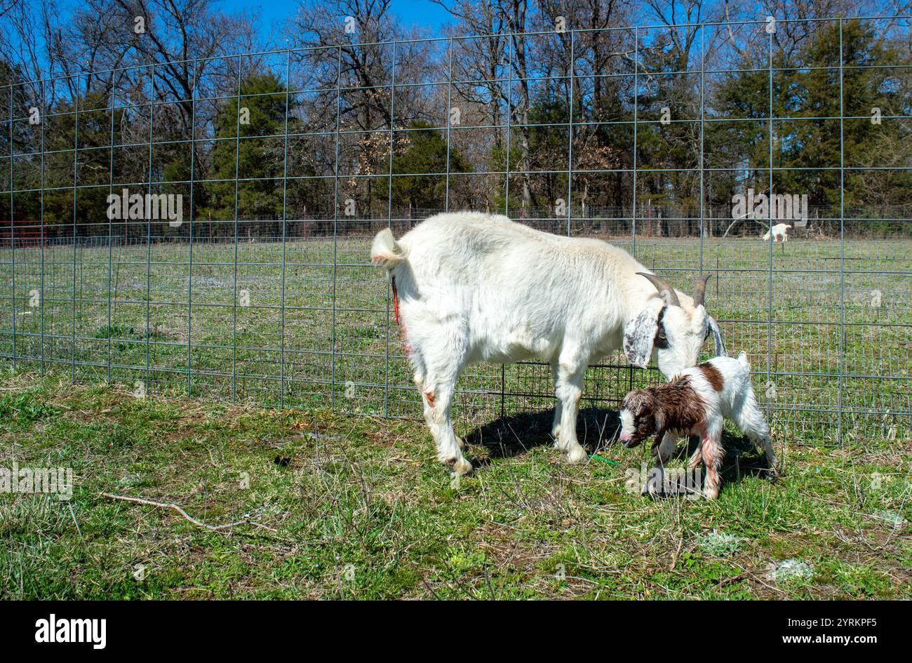 After a brief struggle, this newborn baby goat manages to get his legs ...