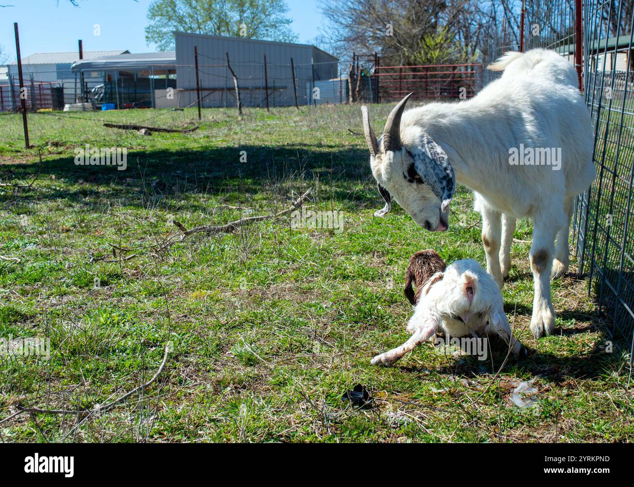 An adorable newborn baby goat is trying to get his legs under him ...