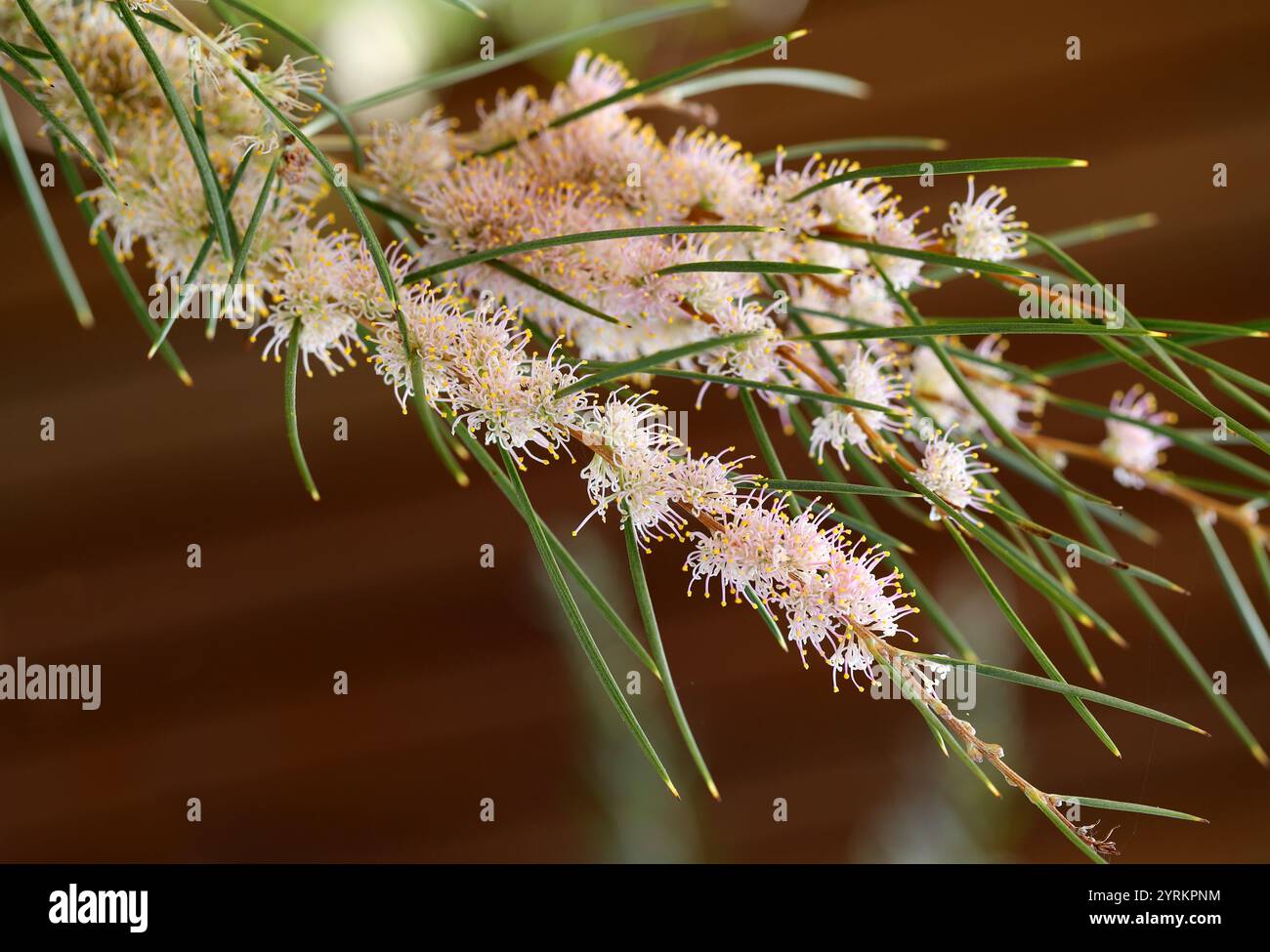Hakea erecta, Proteaceae. Western Australia. Hakea erecta is a shrub in ...