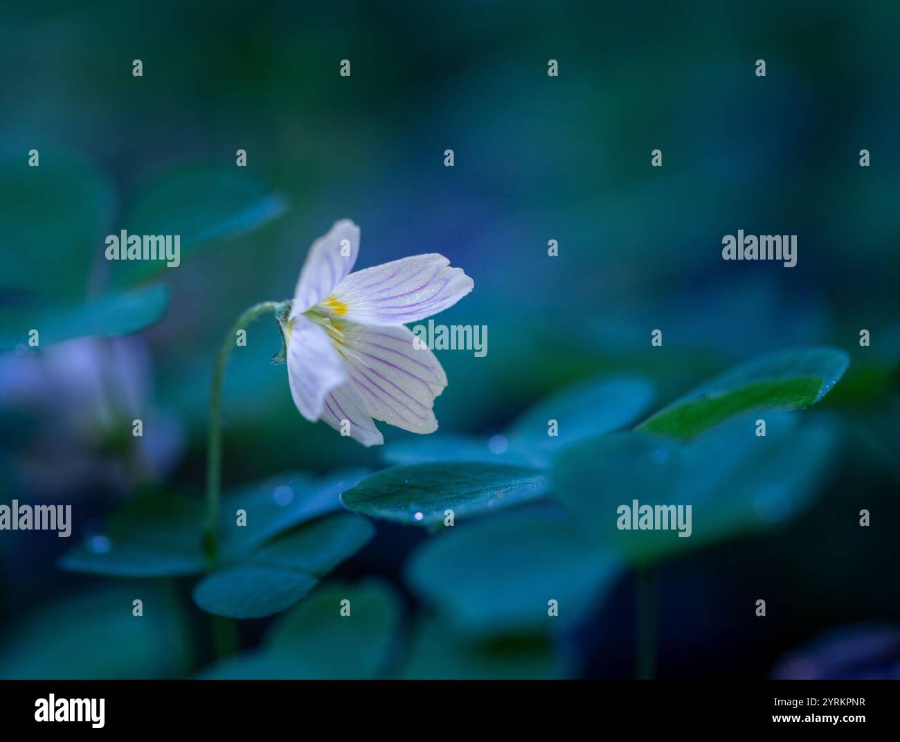 Beautiful white wood sorrel flowers growing on the ground in springtime ...