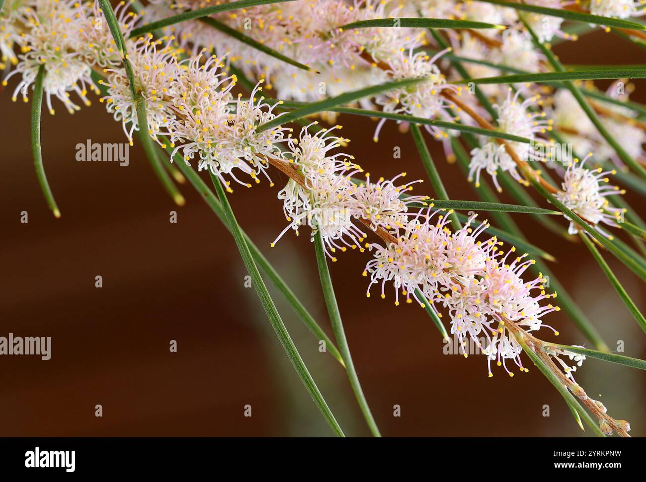 Hakea erecta, Proteaceae. Western Australia. Hakea erecta is a shrub in ...