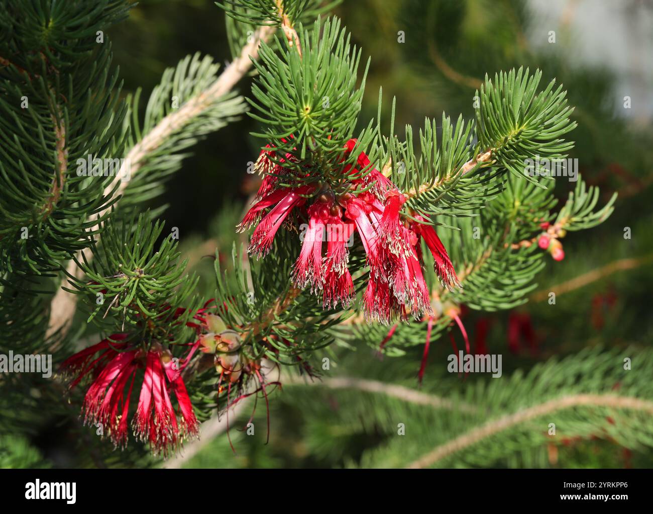 Barrens Clawflower, Calothamnus validus, Myrtaceae. Western Australia ...