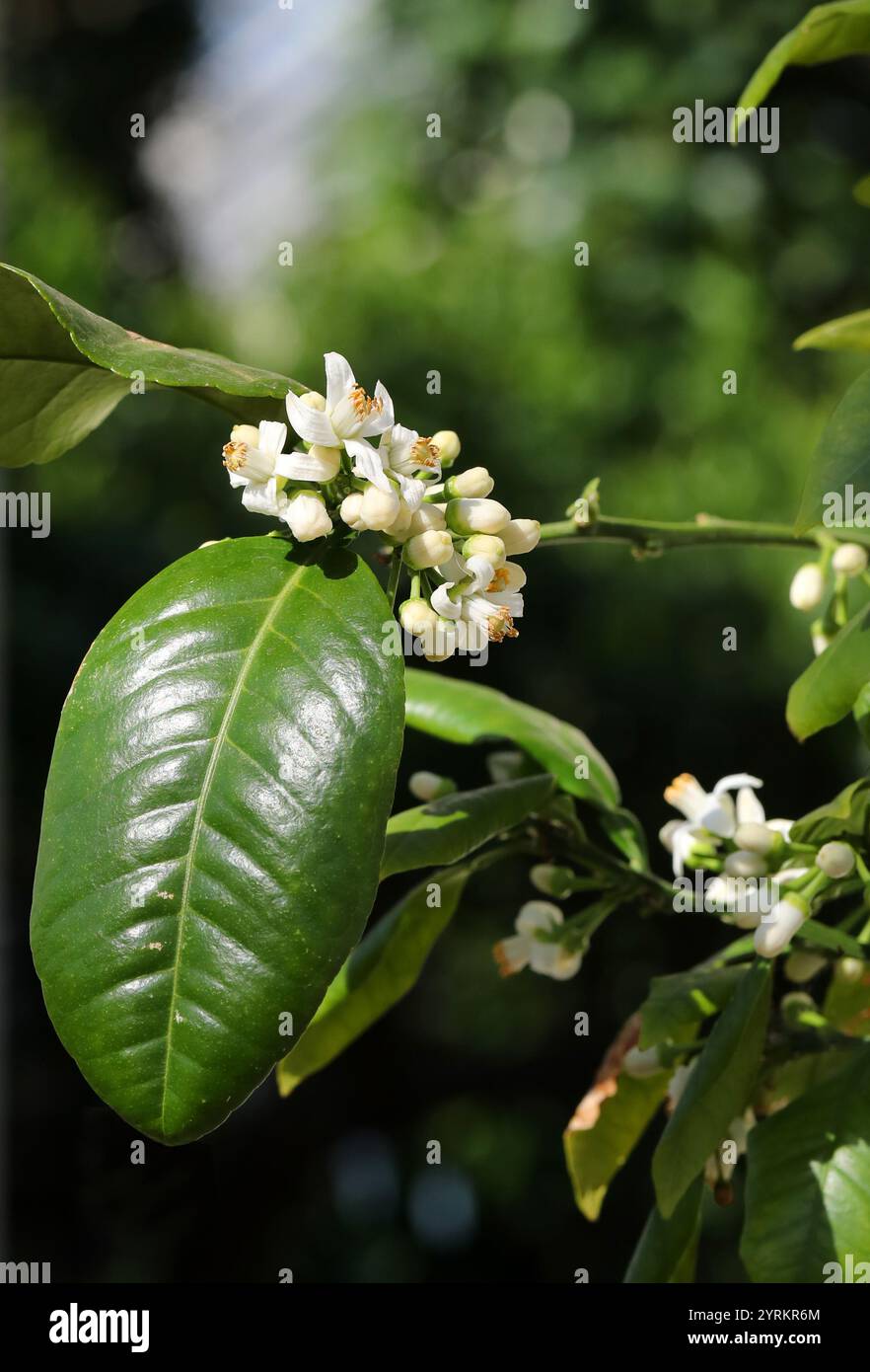 Citrus orange trees uk hi-res stock photography and images - Alamy
