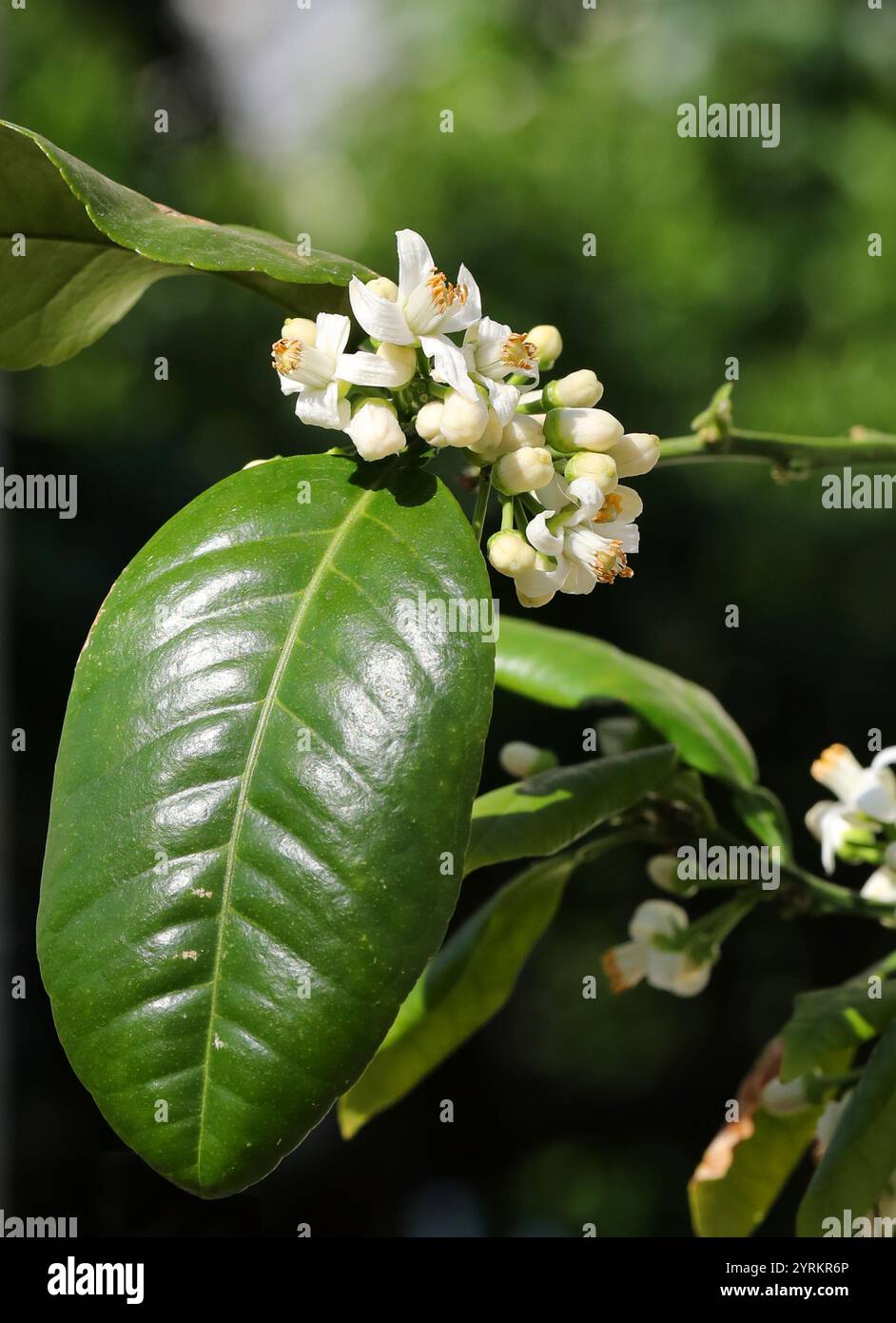 Botany trees rutaceae. sour orange (citrus aurantium) hi-res stock ...