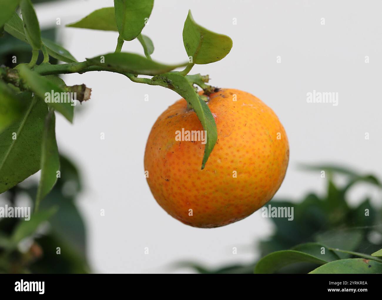 Myrtle-leaved Orange Tree, Citrus myrtifolia, Rutaceae. Mediterranean ...