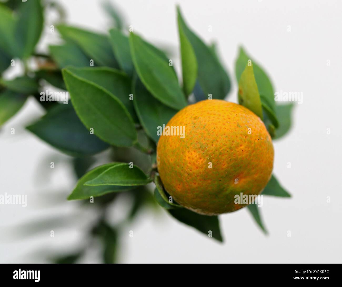 Myrtle-leaved Orange Tree, Citrus myrtifolia, Rutaceae. Mediterranean ...