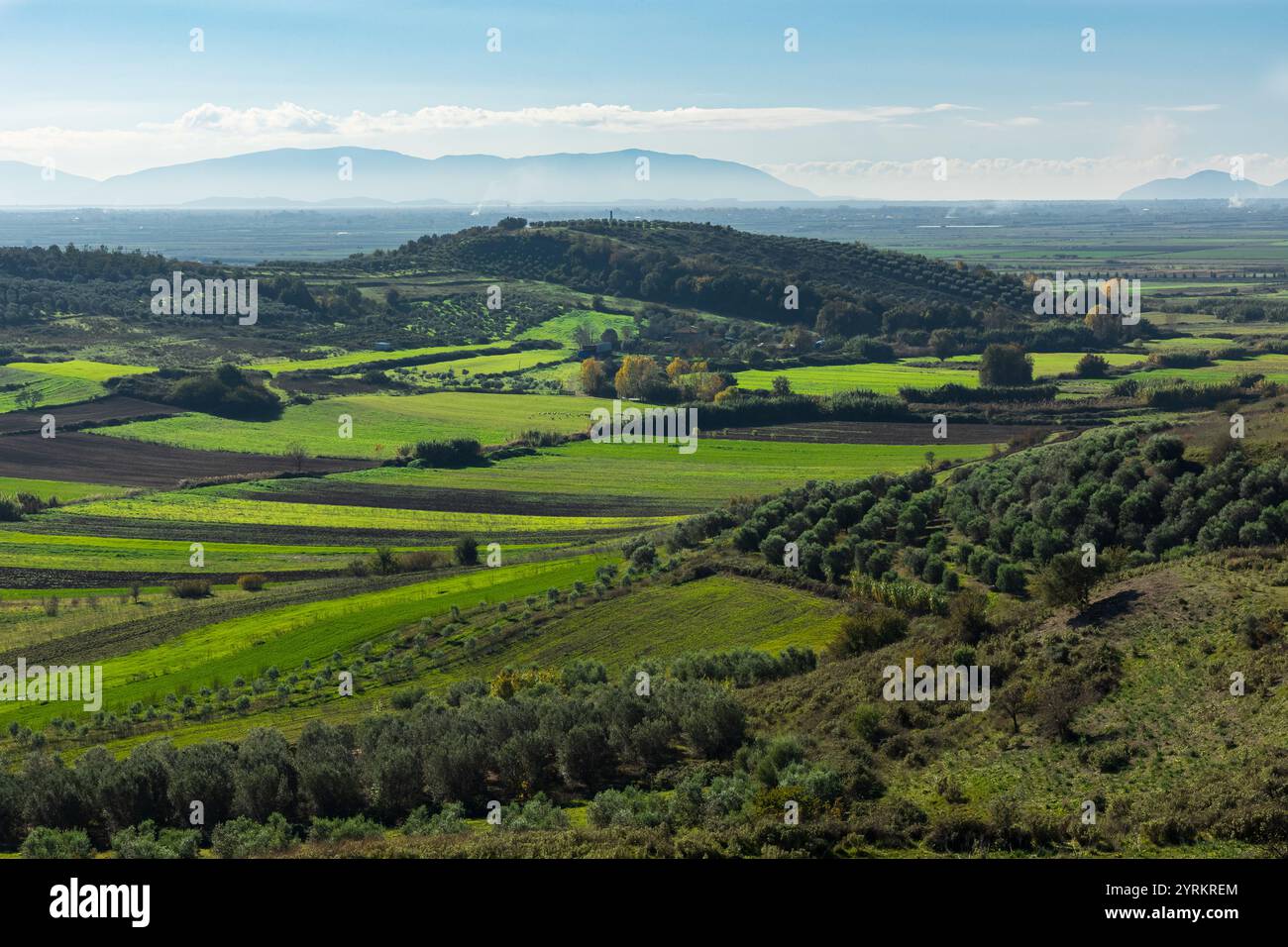 Lash green valley with olives trees and fields in Europe. Green nature ...