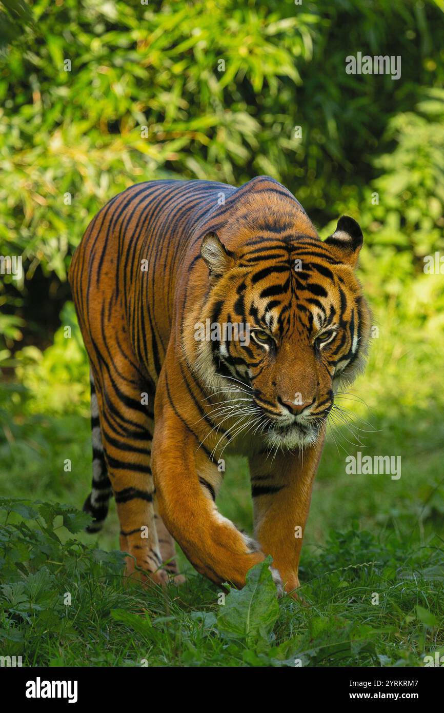 Captive wildlife photography hi-res stock photography and images - Alamy