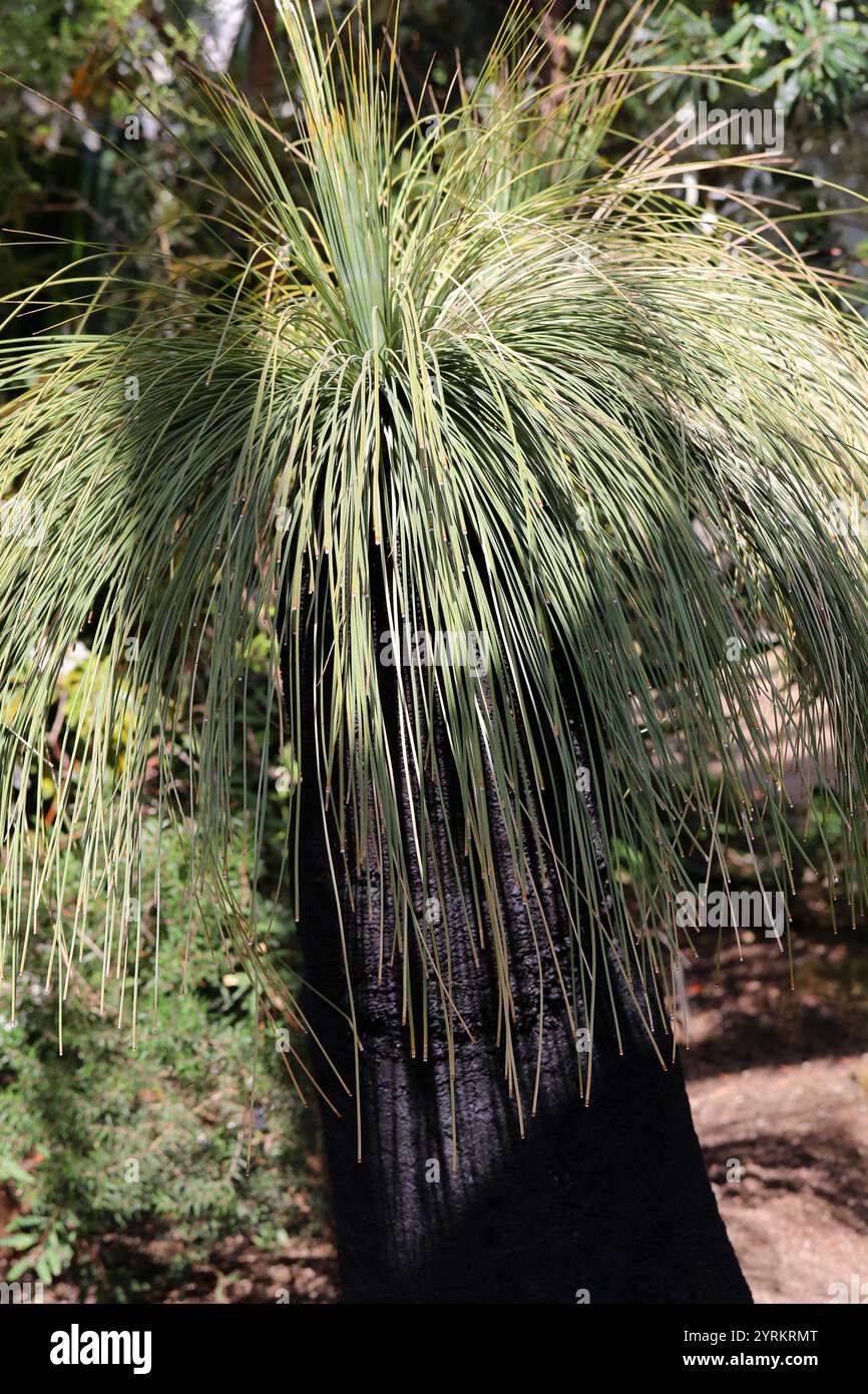 Xanthorrhoea hi-res stock photography and images - Alamy