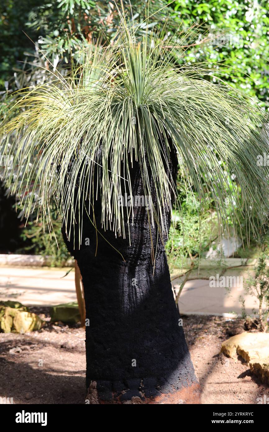 Xanthorrhoea hi-res stock photography and images - Alamy