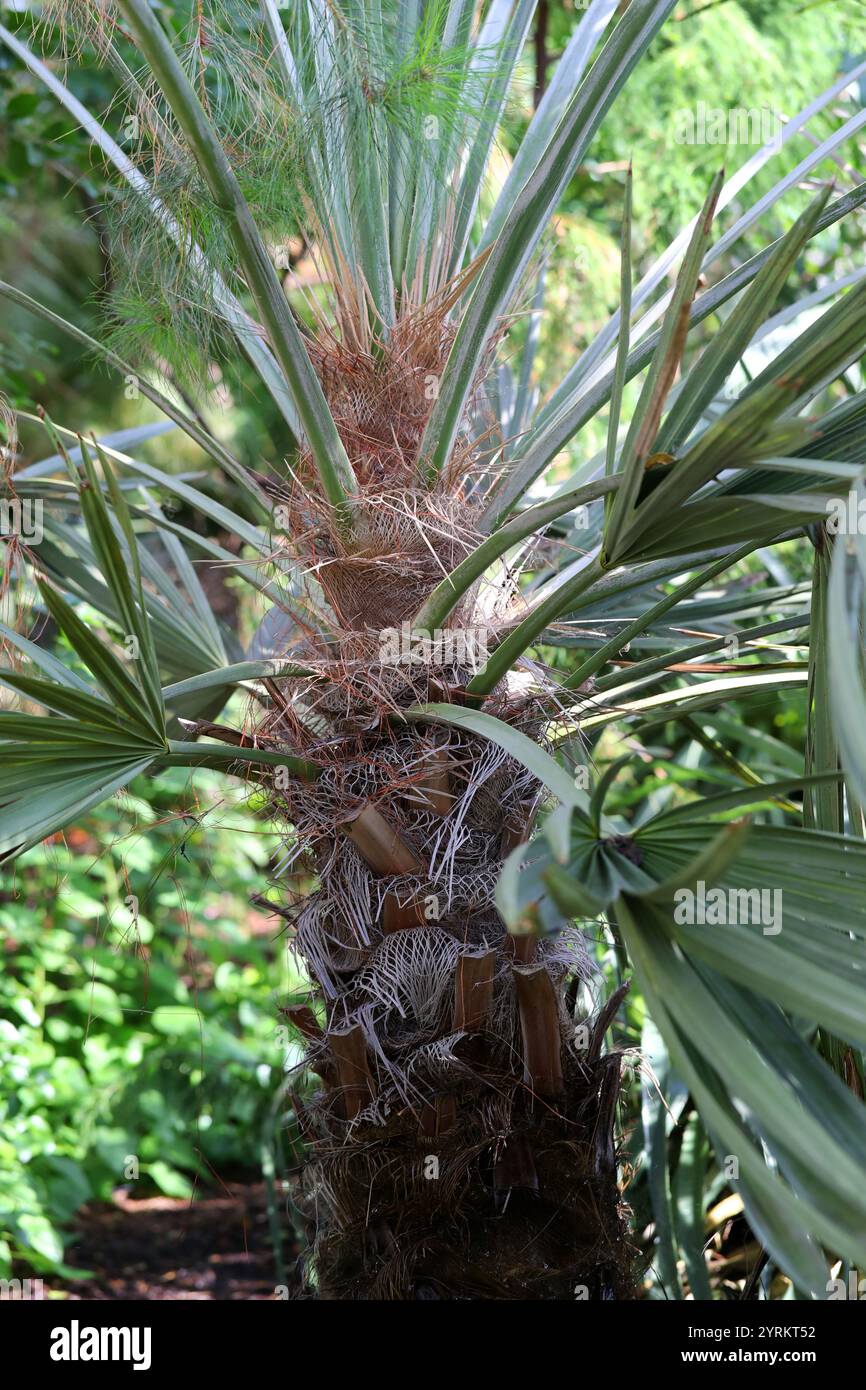 Caranday Palm, Trithrinax campestris, Aracaceae. North East Argentina ...