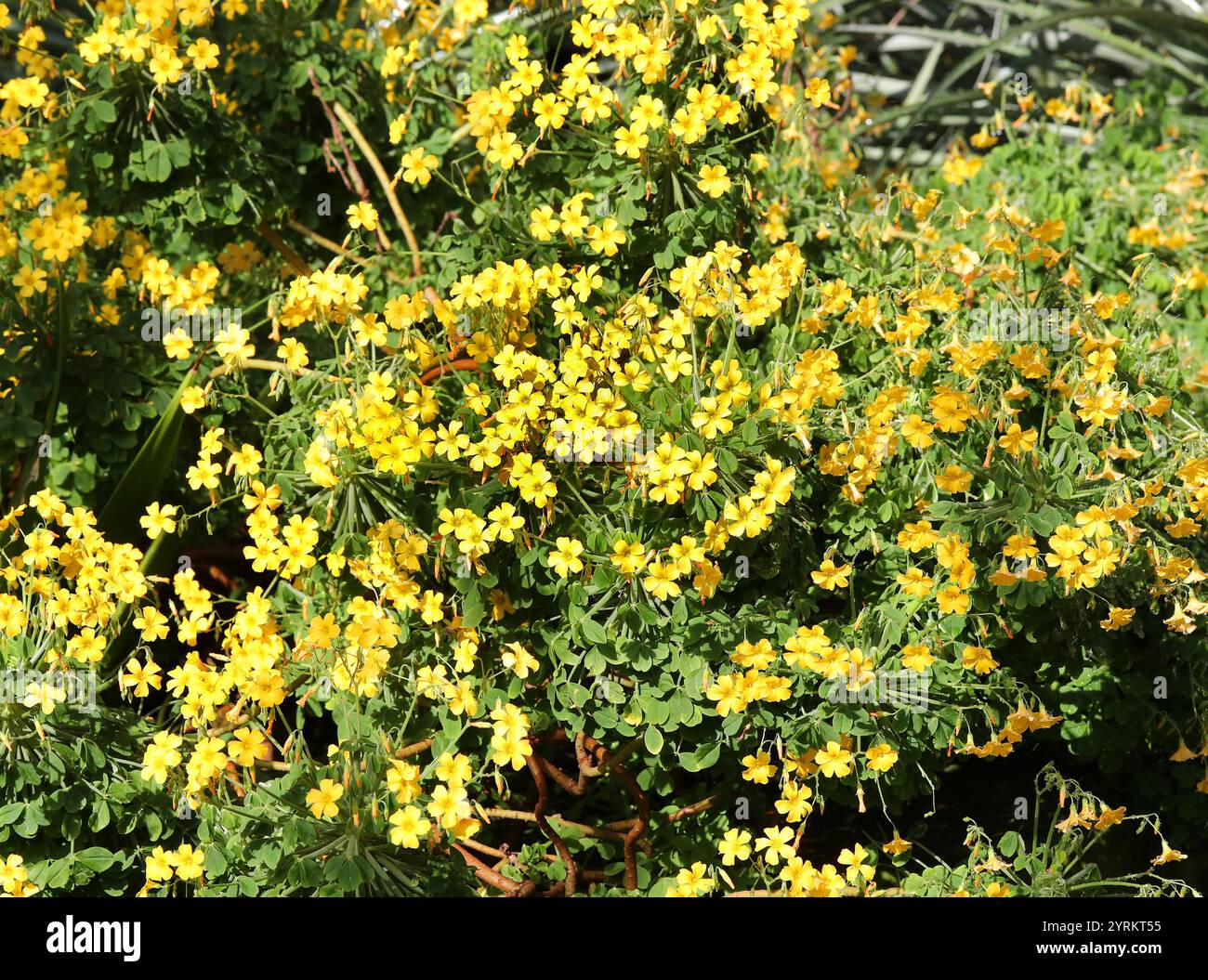 Giant Oxalis, Churqui or Churco (Spanish), Oxalis gigantea, syn. Oxalis ...