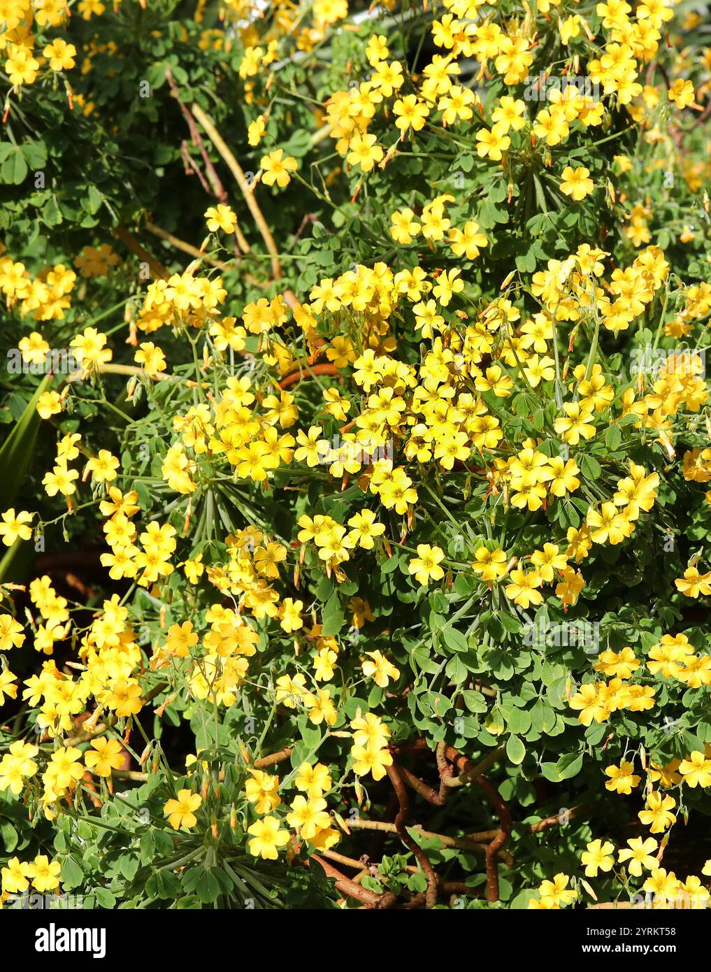 Giant Oxalis, Churqui or Churco (Spanish), Oxalis gigantea, syn. Oxalis ...