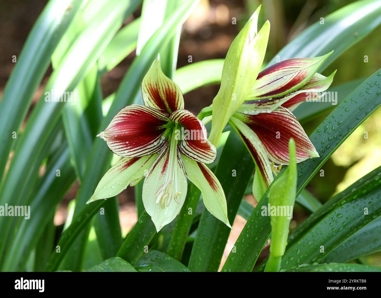Parrot Amaryllis, Hippeastrum psittacinum, Amaryllidaceae. Brazil ...