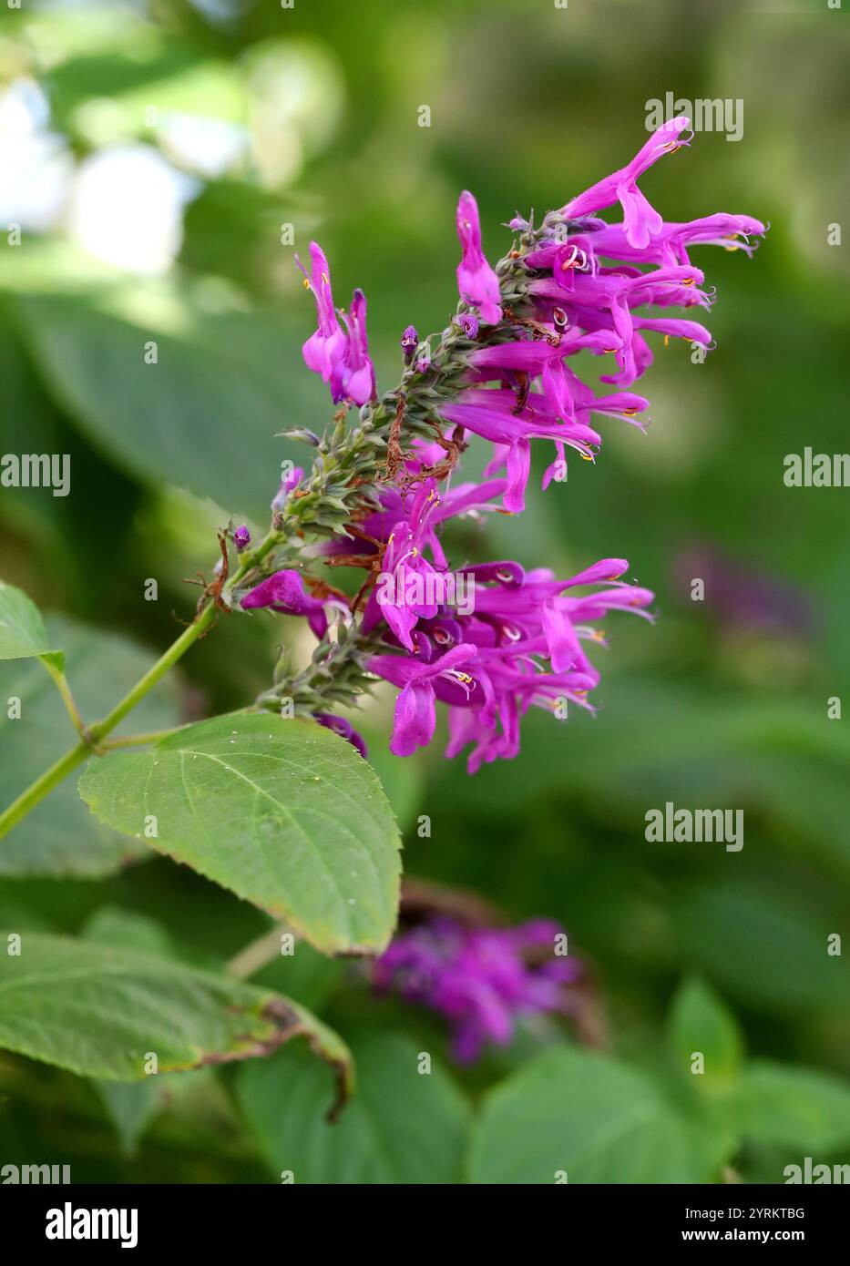 Salvia plant hi-res stock photography and images - Alamy