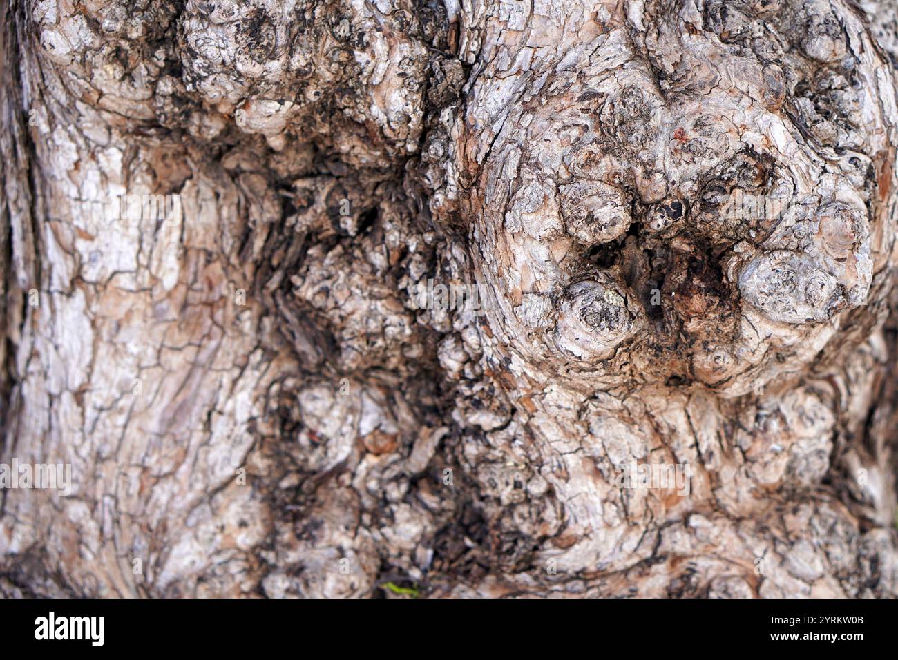 rough and knotty tree trunk texture background with neutral colors and ...