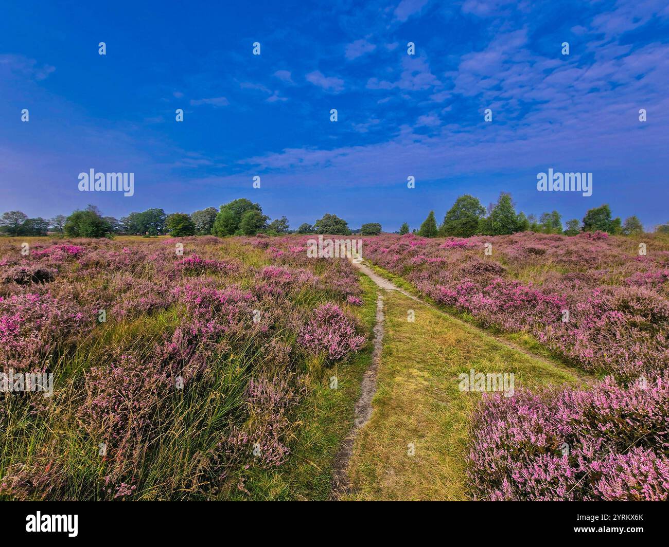 Summer landscape Balloërveld with flowering heather and unpaved walking ...