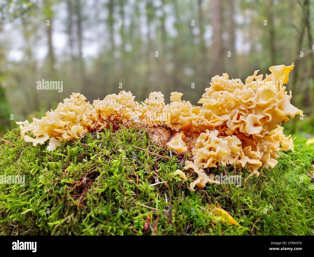 Lobed fungus hi-res stock photography and images - Alamy
