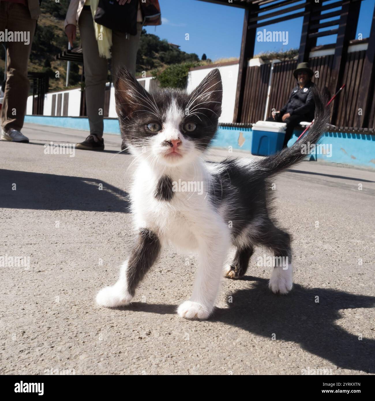 Spunky kitten on the harbour in Heraklion, Crete Stock Photo - Alamy