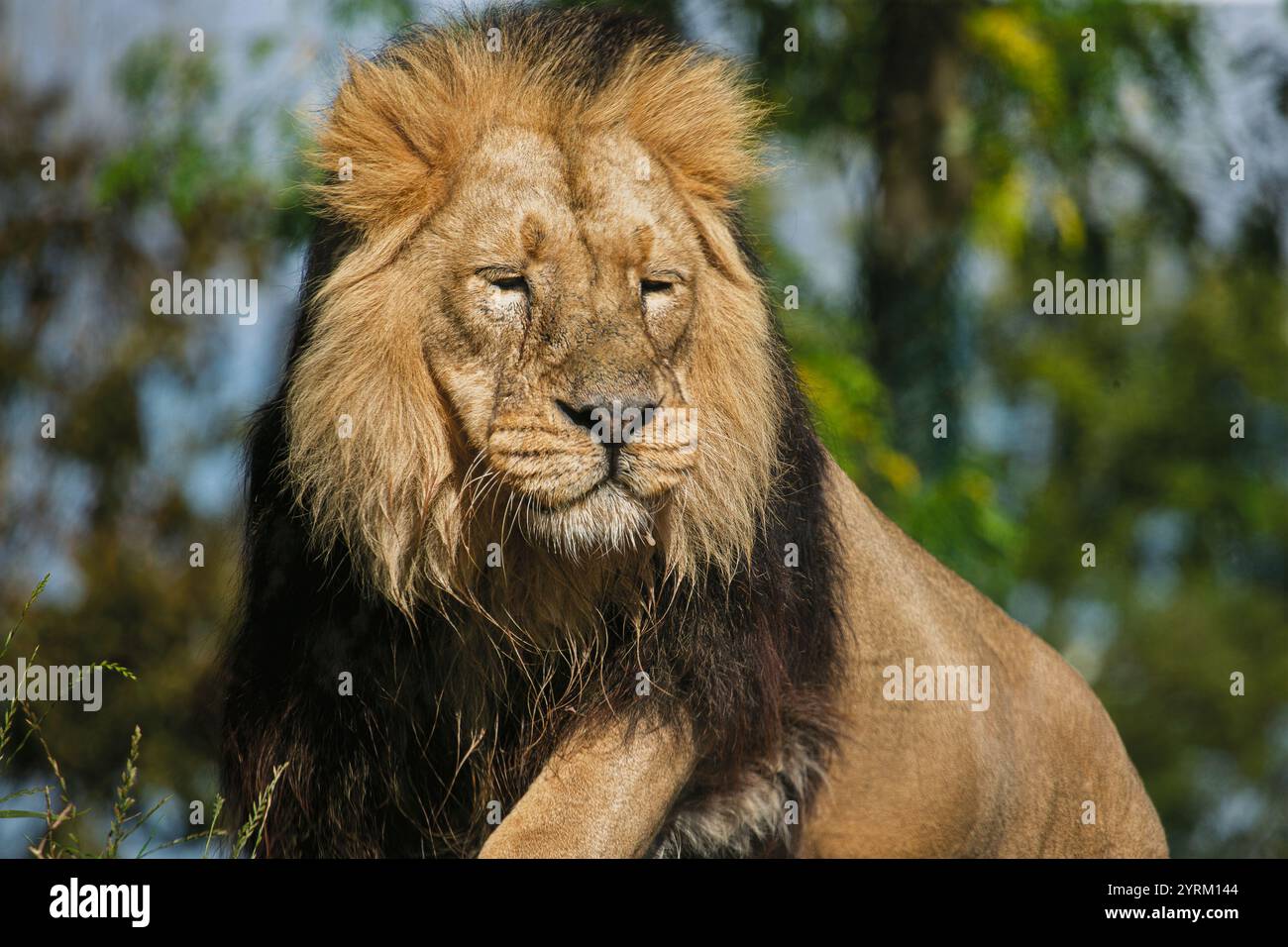 Male adult lion sat down on its own looking out past the camera in ...