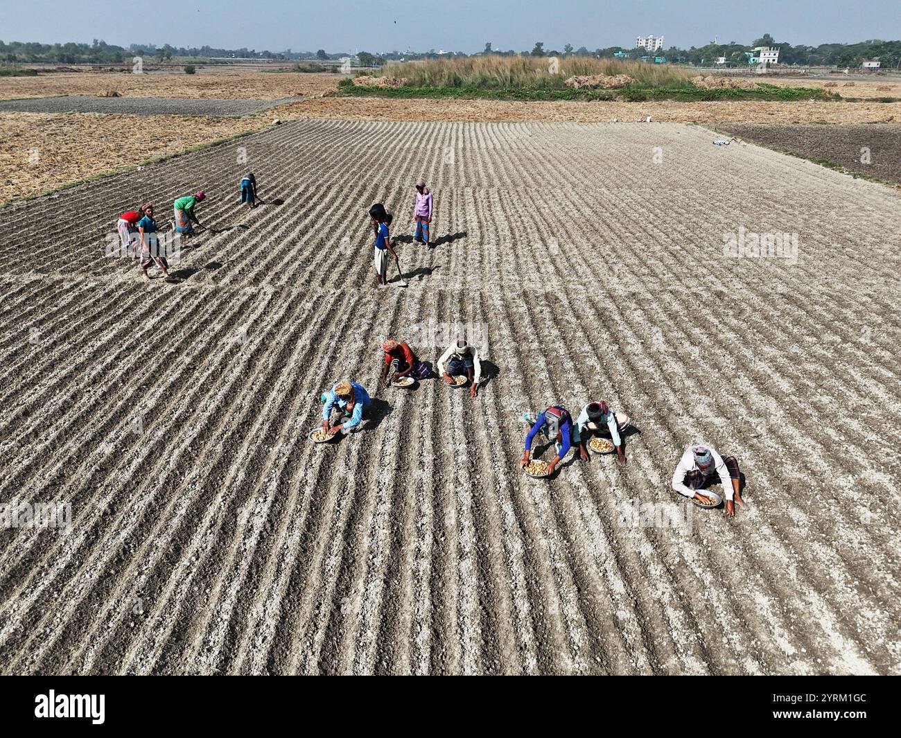 Aerial view of farmers sowing potato seeds in a field on December 4 ...