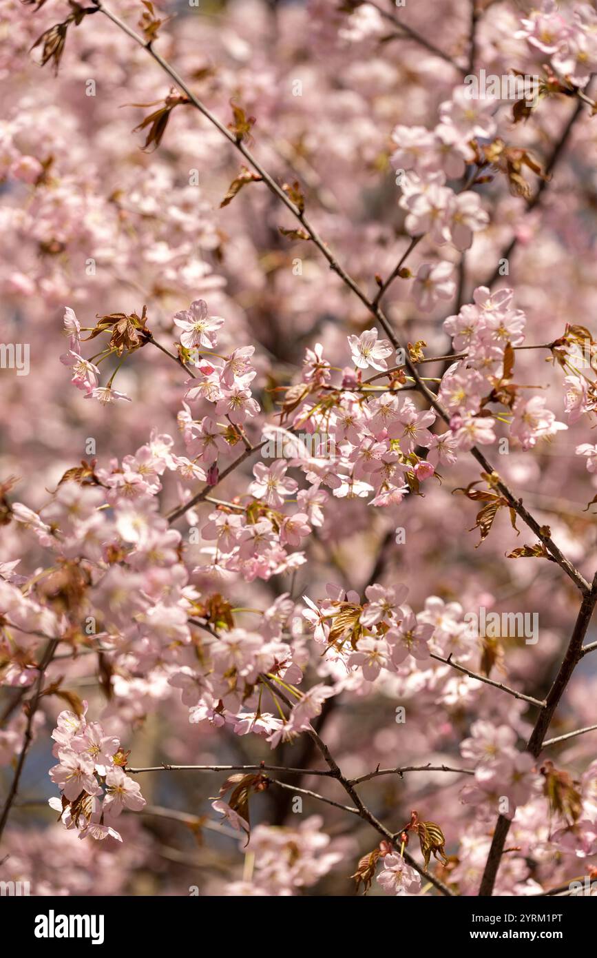 A sprig of sakura, pink flowers of a cherry tree Stock Photo - Alamy
