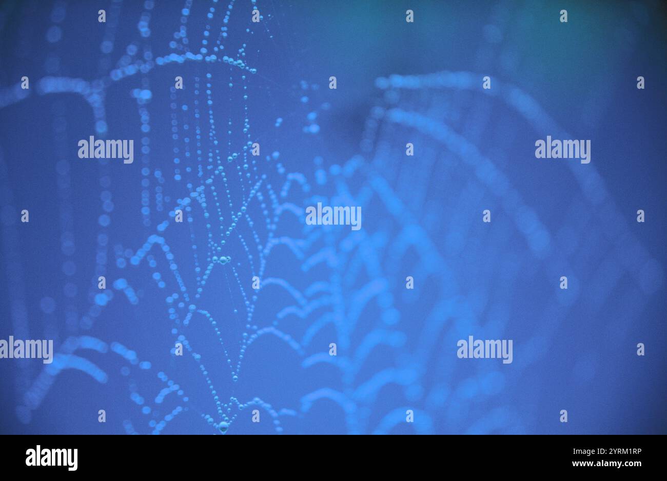 Cobweb picture hi-res stock photography and images - Alamy