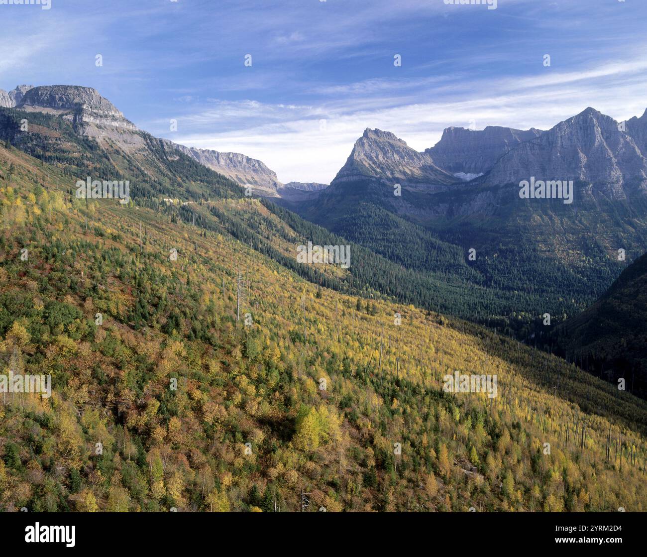 Fall foliage at big bend. Glacier National Park. Montana. USA Stock ...