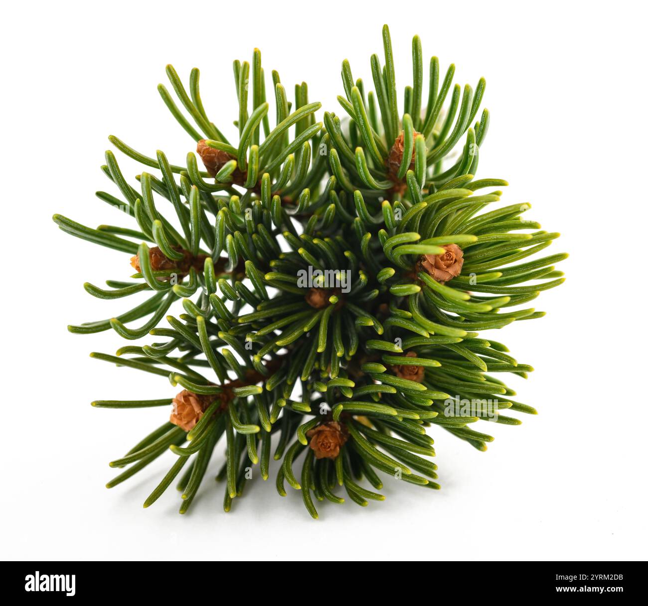 Norway spruce strobilus picea abies hi-res stock photography and images - Alamy