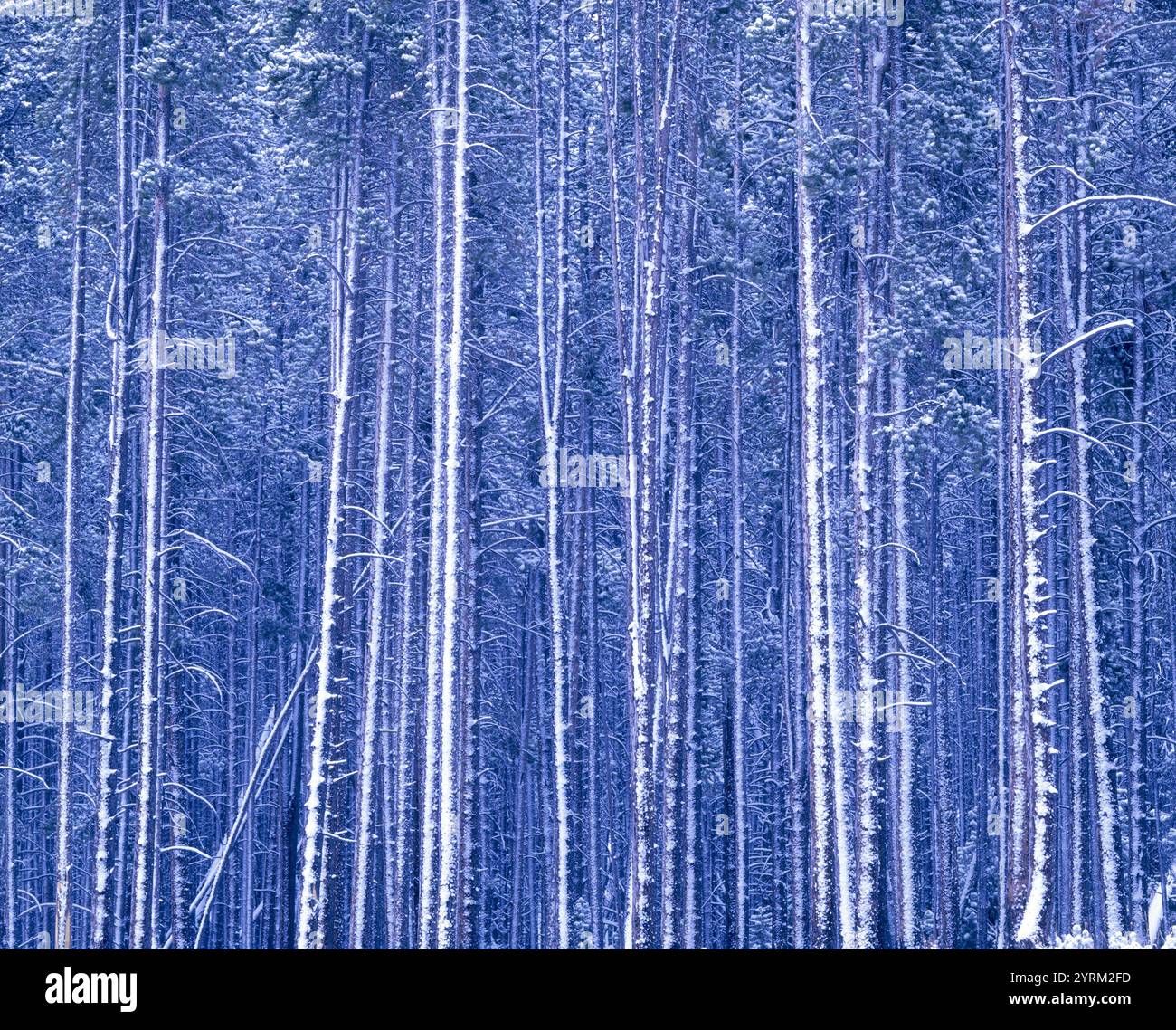 America, Background, Backgrounds, Blue, Blue tone, Botany, Color ...